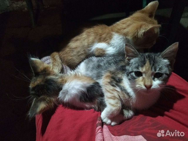 Котята с огромным сердцем