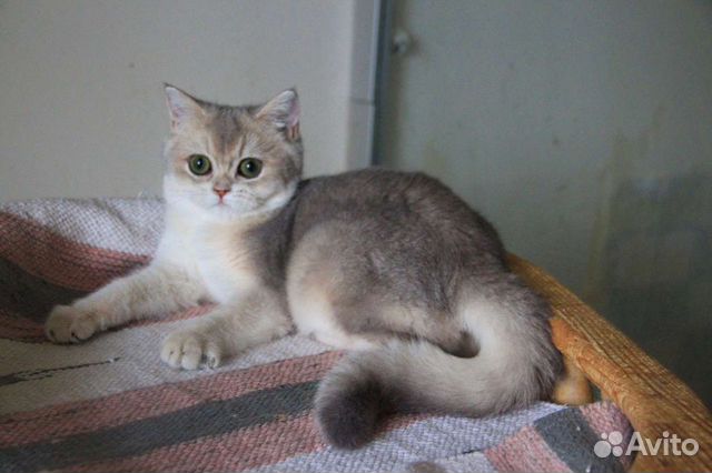 Кошечка ay11 в разведение