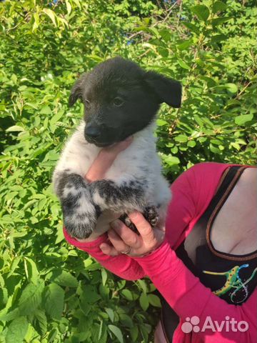 Замечательный щенок мальчик 2,5 месяца бесплатно