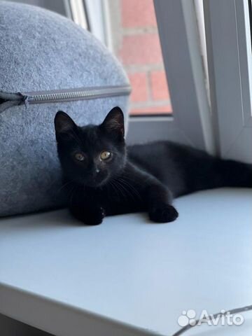 Ласкуша котенок Блеки
