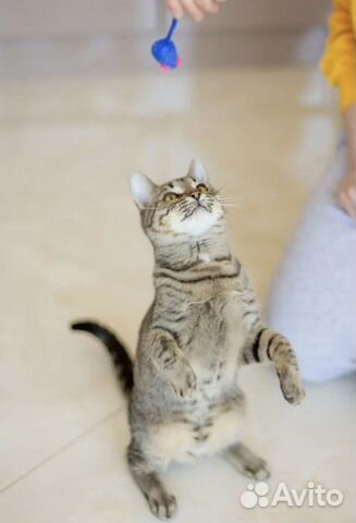 Котенок шпротик