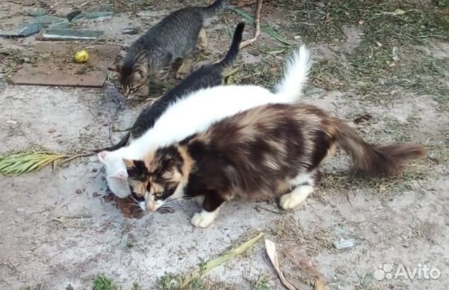 Красивые котята и кошки