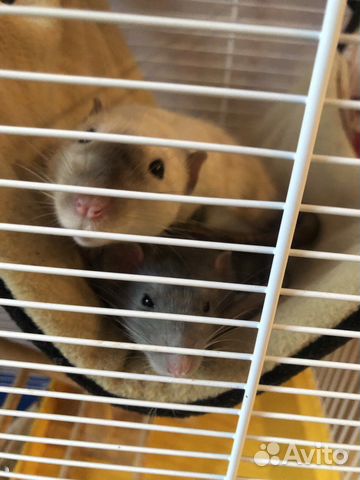 Крысы с клеткой