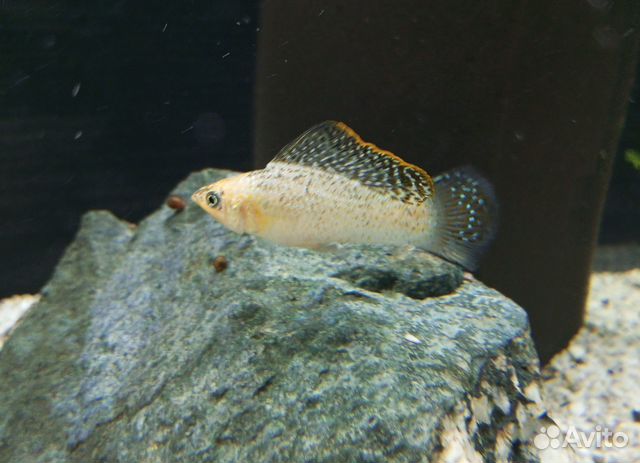 Моллинезия велифера