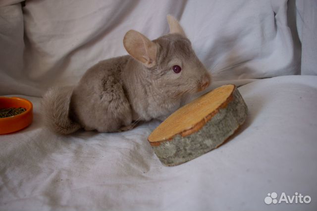 Шиншилла Марс