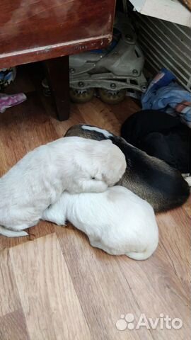 Отдам щанков