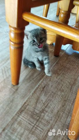 Котенок бесплатно