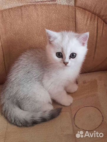 Британский котенок