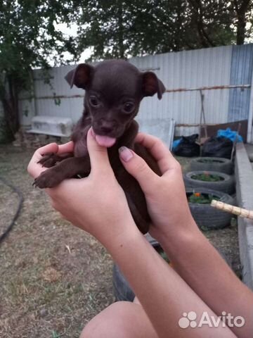 Мини той-терьер