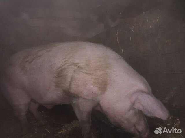 Продам хряка