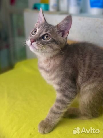 Котенок Прохор ищет дом