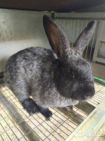 Крольчата