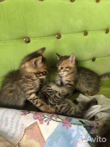 Кошки