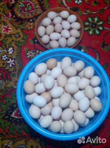 Домашняя птица