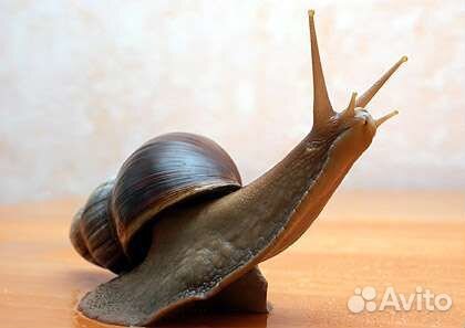 Улитки ахатины африканские 2 недели отроду