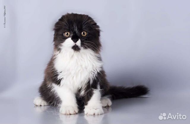 Шотландская вислоухая кошка