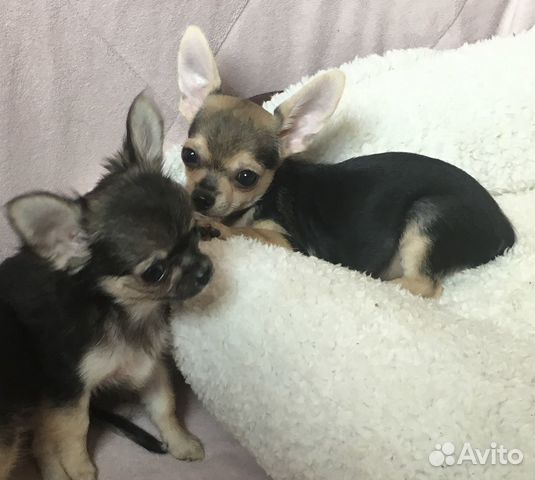 Щенки чихуахуа