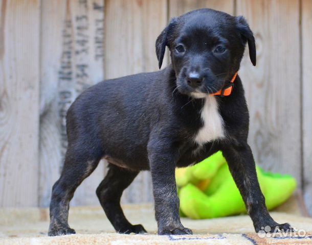 Маленький глазастик ищет дом