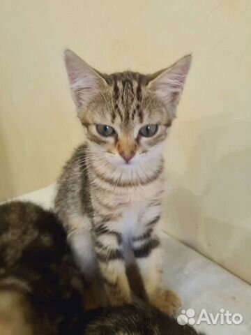 Котята в добрые руки приучены к лотку