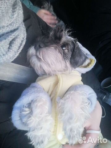 Продам Цвергшнауцера