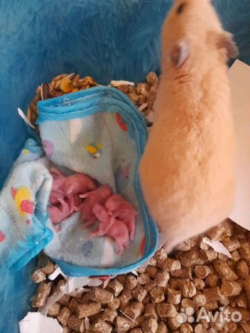 Серийские хомяки