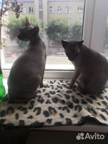 Сиамская кошка