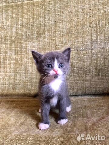 Котенок 1.5 месяца