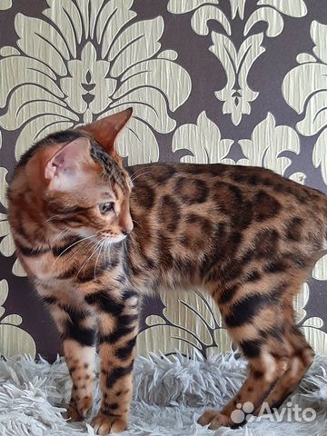 Яркие подрощеные котята бенгальской породы