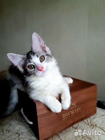 Чудо Амурчик ищет дом