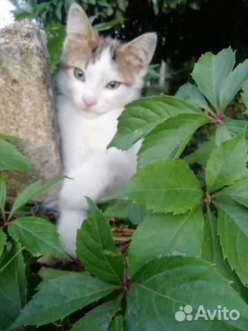Котенок мальчик в дар