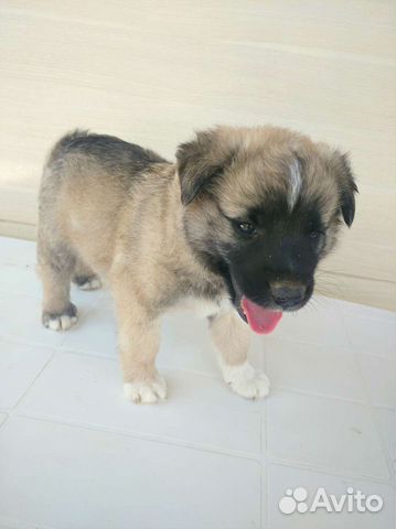 Щенок в добрые руки бесплатно средняя порода