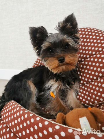 Йоркширский терьер щенки