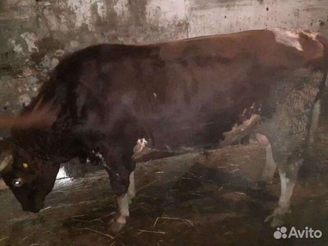 Бык на племя