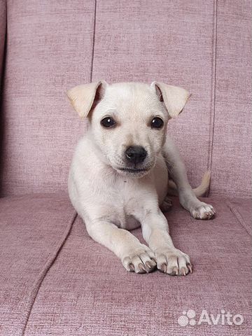 Тая-щенок ищет дом