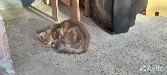Отдаём в добрые руки кошечка с виду 2 года