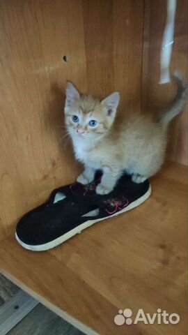 Британский кремовый котенок. Мальчик