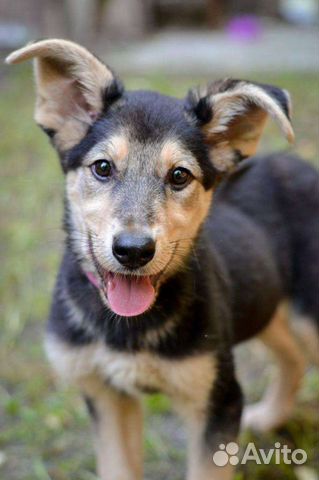 Щенок 4 мес Сонечка с доставкой из приюта