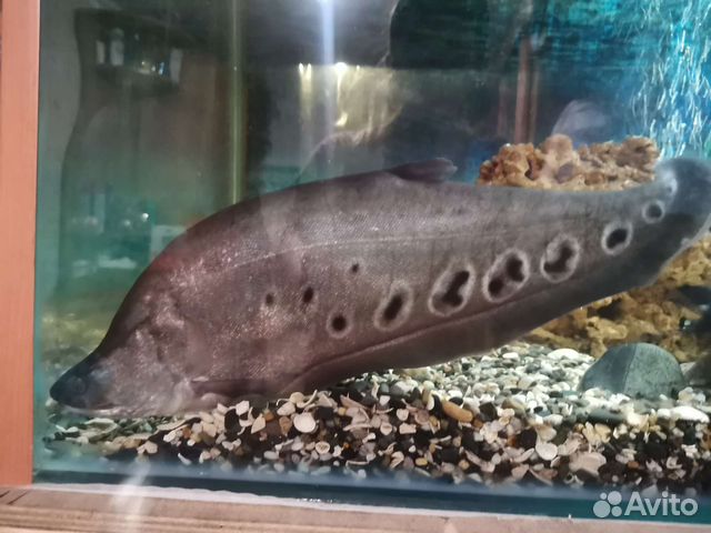 Индийский нож