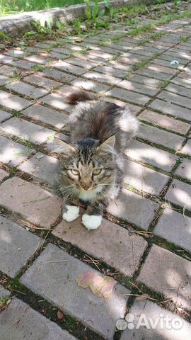 Ласковому и харизматичному котику очень нужен дом