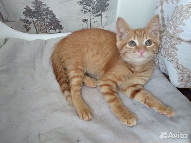 Замечательная Девочка 3,5 месяца