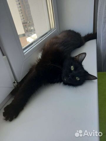 Кошка в дар бесплатно