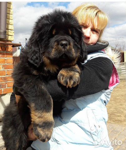 Щенки Тибета