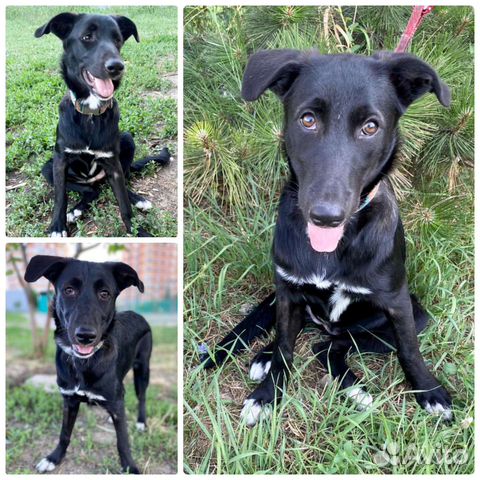 Собака привита, стерильна, молоденькая