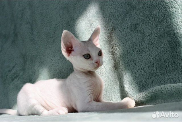 Девон-рекс (котята)