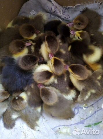 Индоутята подростки