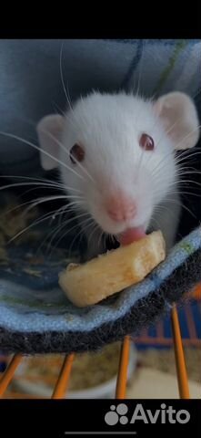 Крысы + клетка + корм/наполнитель/вкусняшки