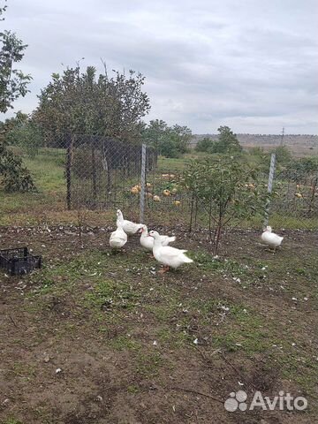 Утки муларды подрощенные