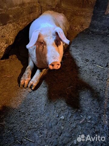 Хряк ландрас