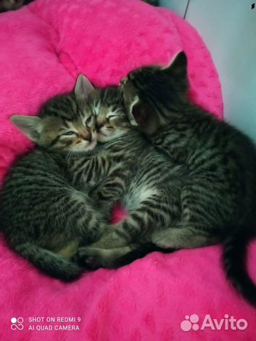 Милые тигрята полосатики