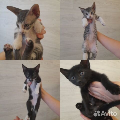 Котята Донской сфинкс браш и велюр